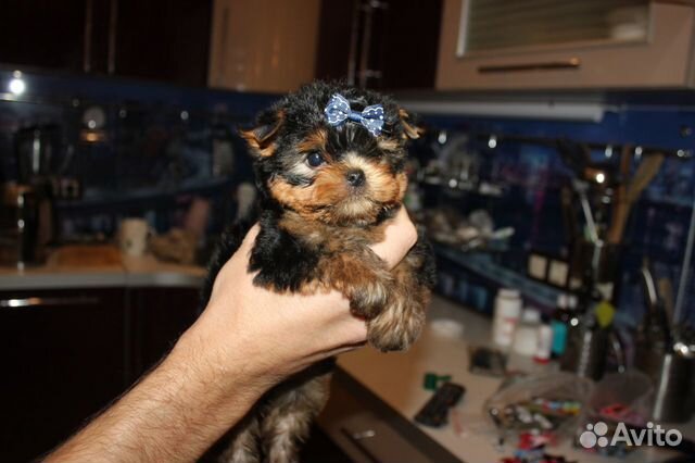 Чудесный мини малыш - йорик 2 мес