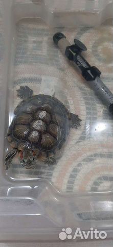 Красноухая черепаха бесплатно