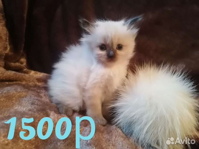 Шотландские котята