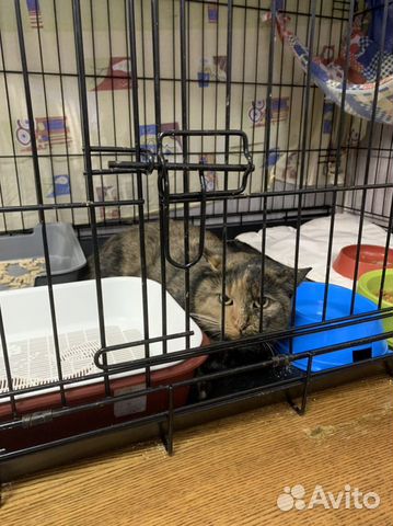 Выкинули в невской районе