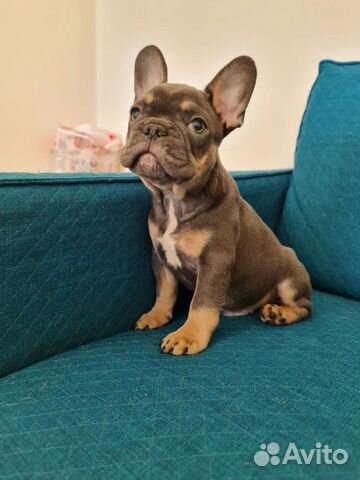 Голубое счастье в ваш дом