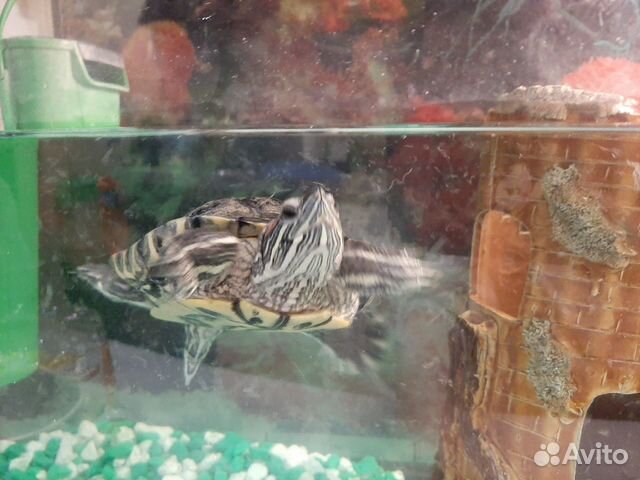 Красноухая черепаха