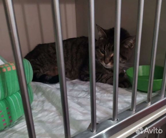 Помогите собрать на обследование кошки