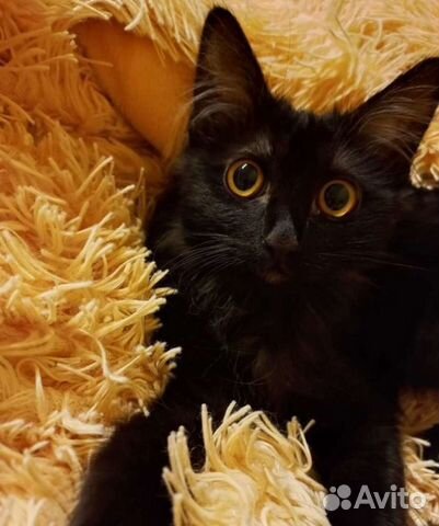 Котик в добрые руки