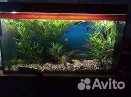 Аквариум 200л со всем содержимым