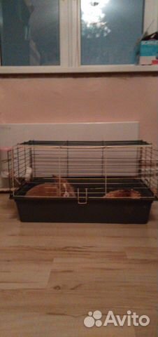 Кролик с клеткой