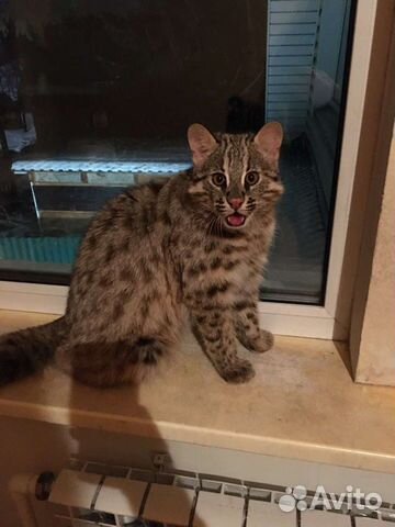 Амурский котик