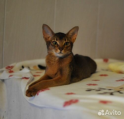 Котенок дикого окраса