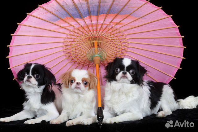 Японского хина щенки