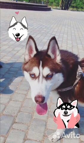 Сибирская хаски