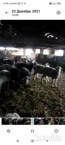 Овцы бараны ягнята