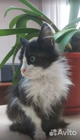 Котенок Том