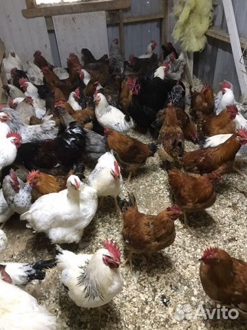 Петухи,Гуси,Индоутки,Куры-Птица Домашняя
