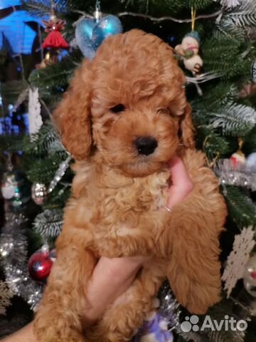 Щенок миниатюрного пуделя