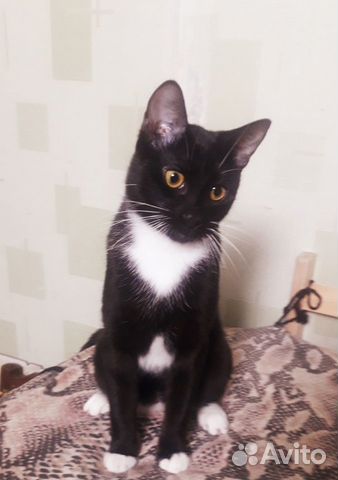 Молодой котик,8 мес