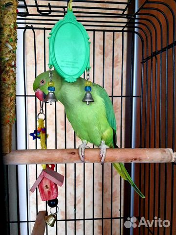 Ожереловый попугай