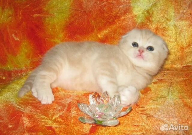 Редкий кремовый мрамор