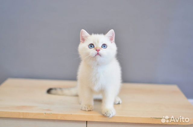 Озорной шотландский малыш ny1133