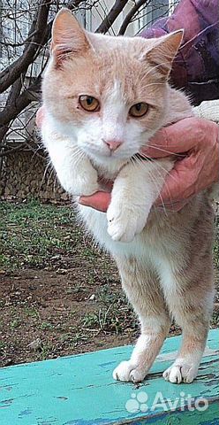 Котенок с переломами