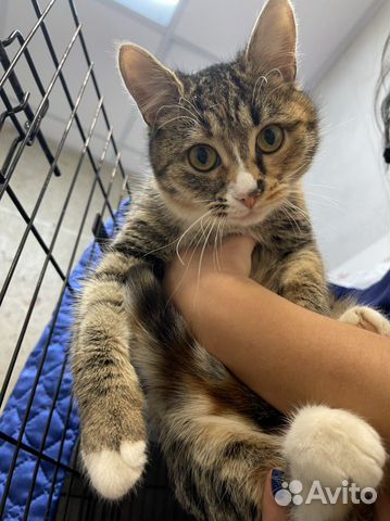 Кошки в добрые руки