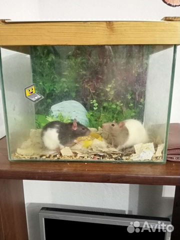 Крыса дамбо