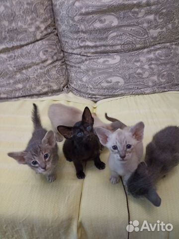 Ориентальные котята