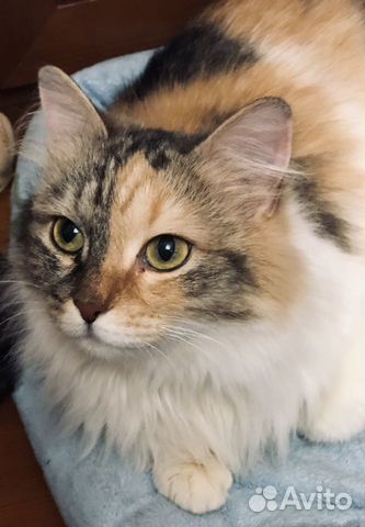 Кошка очень красивая