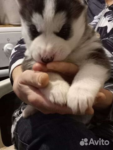 Щенки сибирской хаски