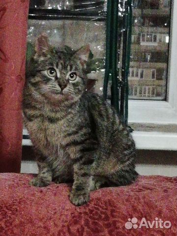 Котики бесплатно в добрые руки