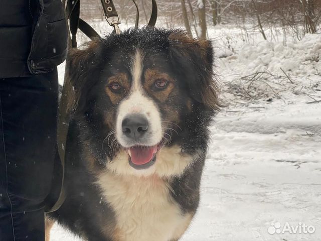 Отдается собака