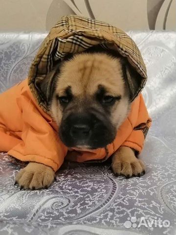 Ка де бо(3 недели)