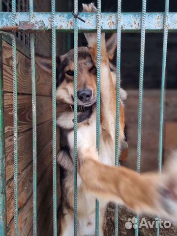 Того ищет дом