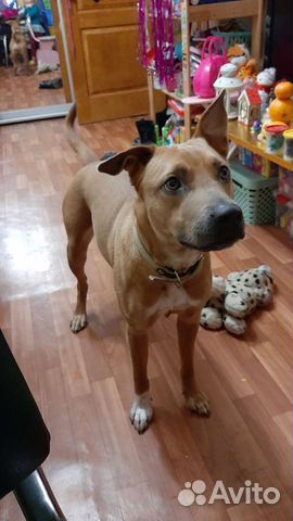 Собака в добрые руки