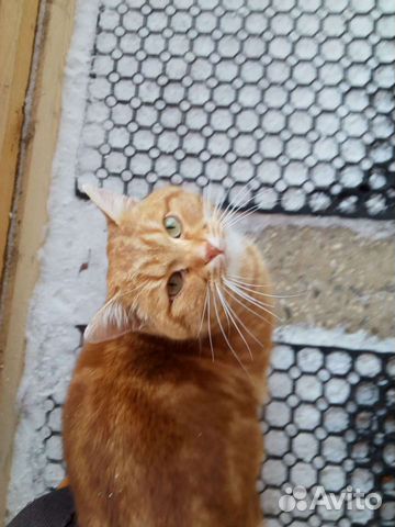 Котик рыженький