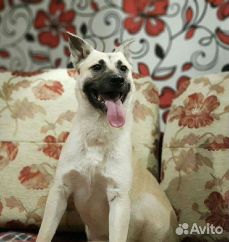 Улыбчивая собачка по кличке Доча