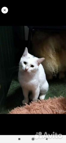 Котенок ласковый в добрые руки