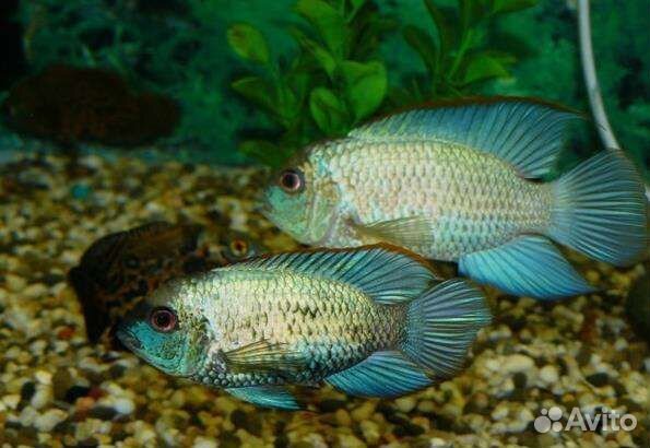 Наннокара пара