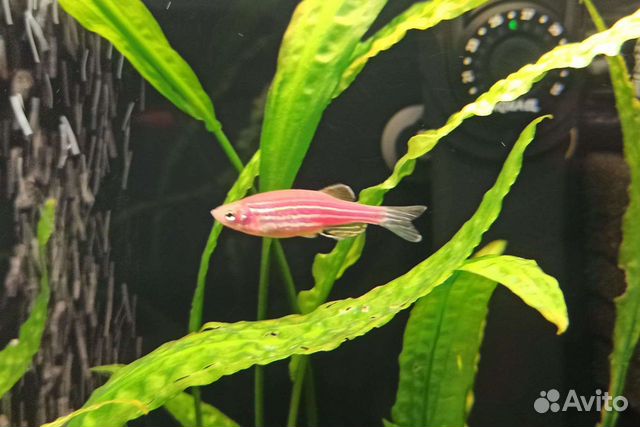 Отдам данио 3 взрослых и 2 малька