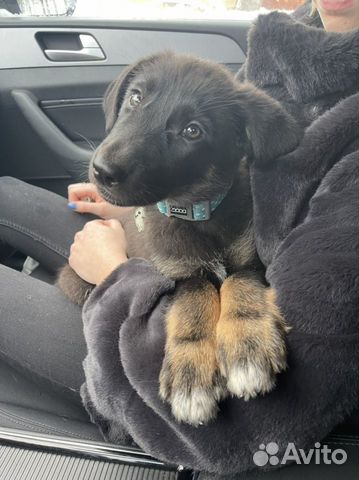 Щенок девочка 2 месяца