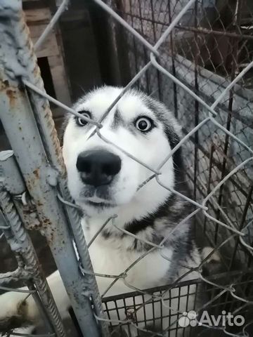 Раздам щенят помесь хаски 50/50