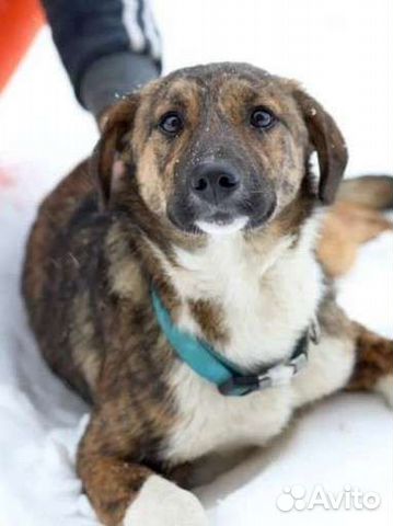 Собаки бесплатно в добрые руки щенки