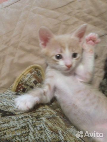Отдам в добрые руки котенка