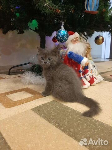 Котёнок-мальчик от шотландской вислоухой кошки