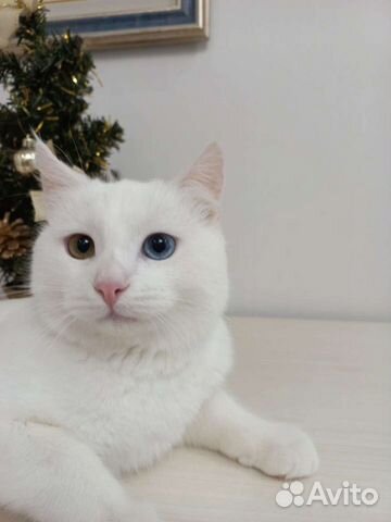 Очаровательный Снежок в дар