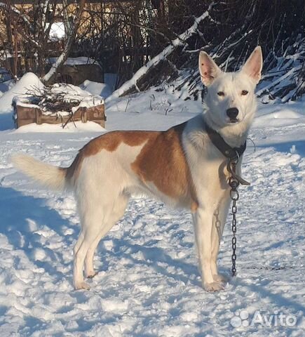 Стелла ищет дом. Доставка