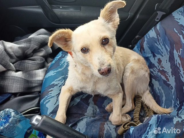 Маленькая собачка в добрые руки