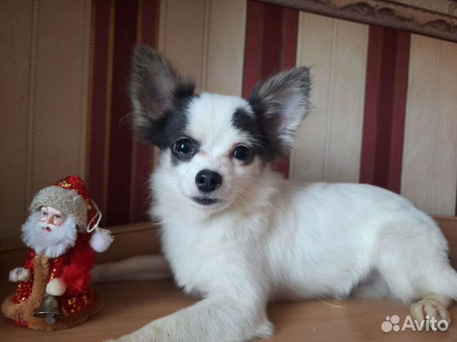 Чихуахуа щенки подрощенные