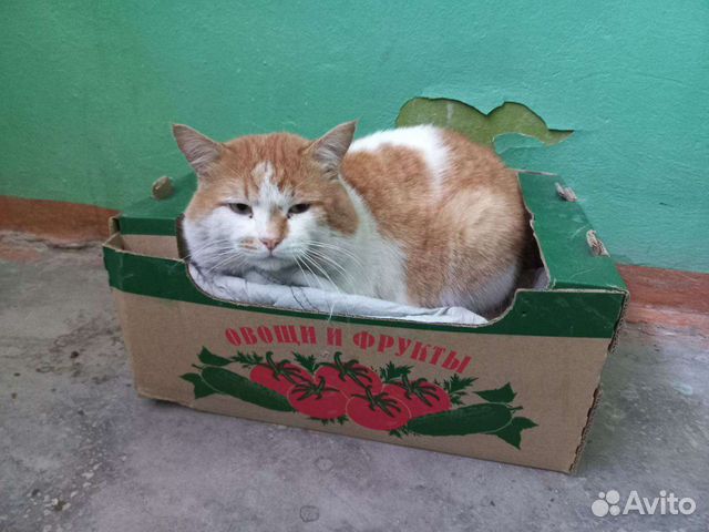 Пушистый ласковый котик в добрые руки