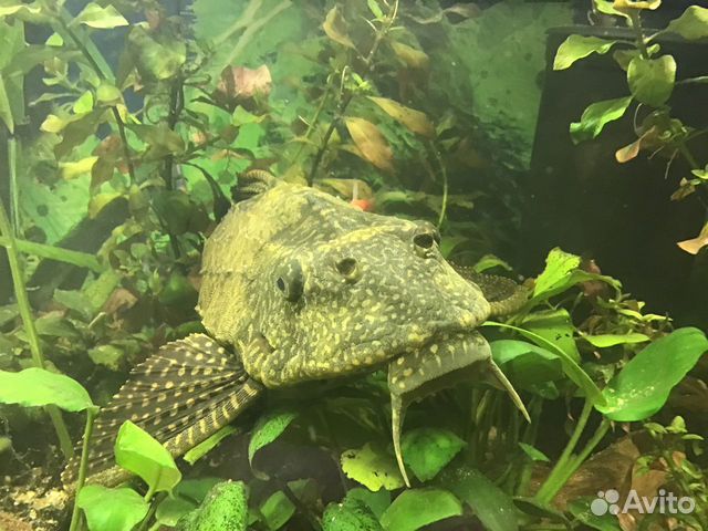 Аквариумные рыбки Птерегоплих (парчовый сом)