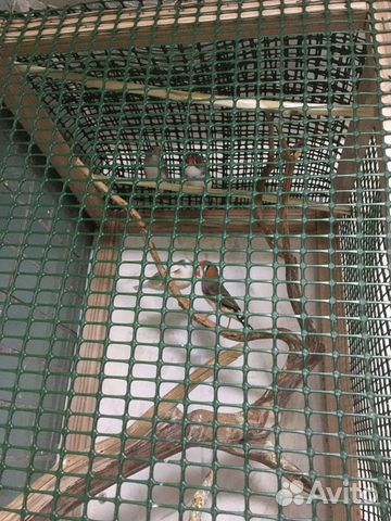 Зебровые амадины